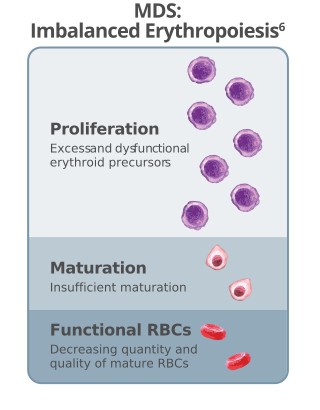 REBLOZYL® (luspatercept-aamt) Mechanism Of Action - First Line LR-MDS ...