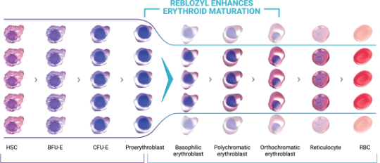 REBLOZYL® (luspatercept-aamt) Mechanism Of Action - Beta Thal | For HCPs